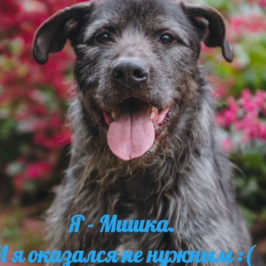 Взрослый пёс в добрые руки