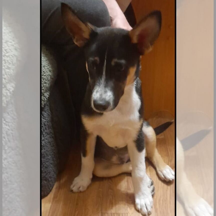 Щенок в добрые руки