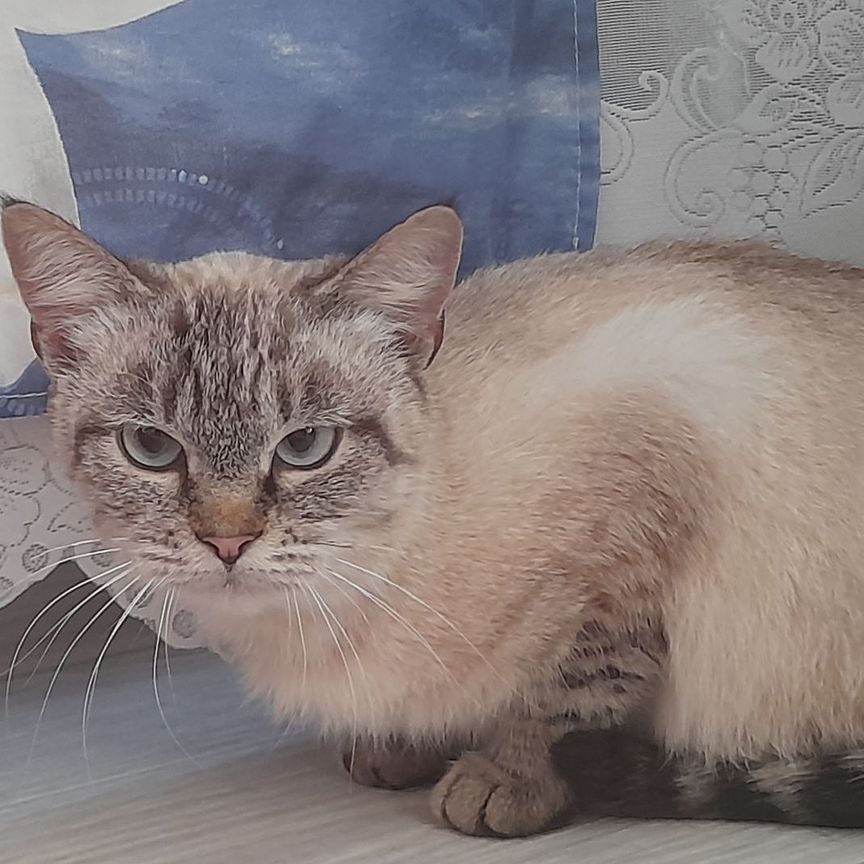 Молодая кошка