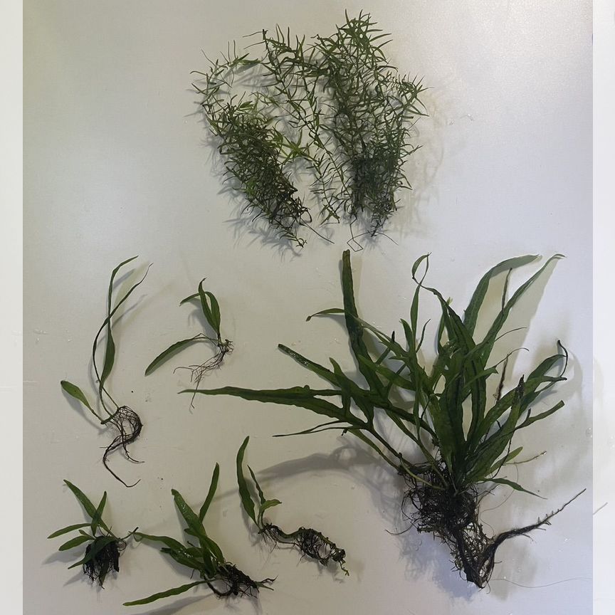 Дидиплис диандра и папоротник таиландский