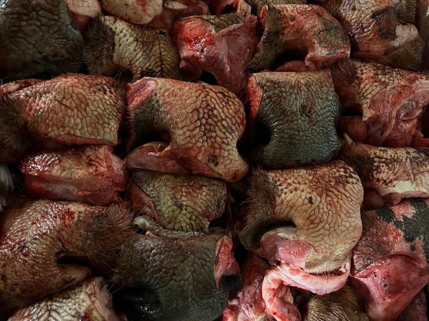 Мясо говядина для собак