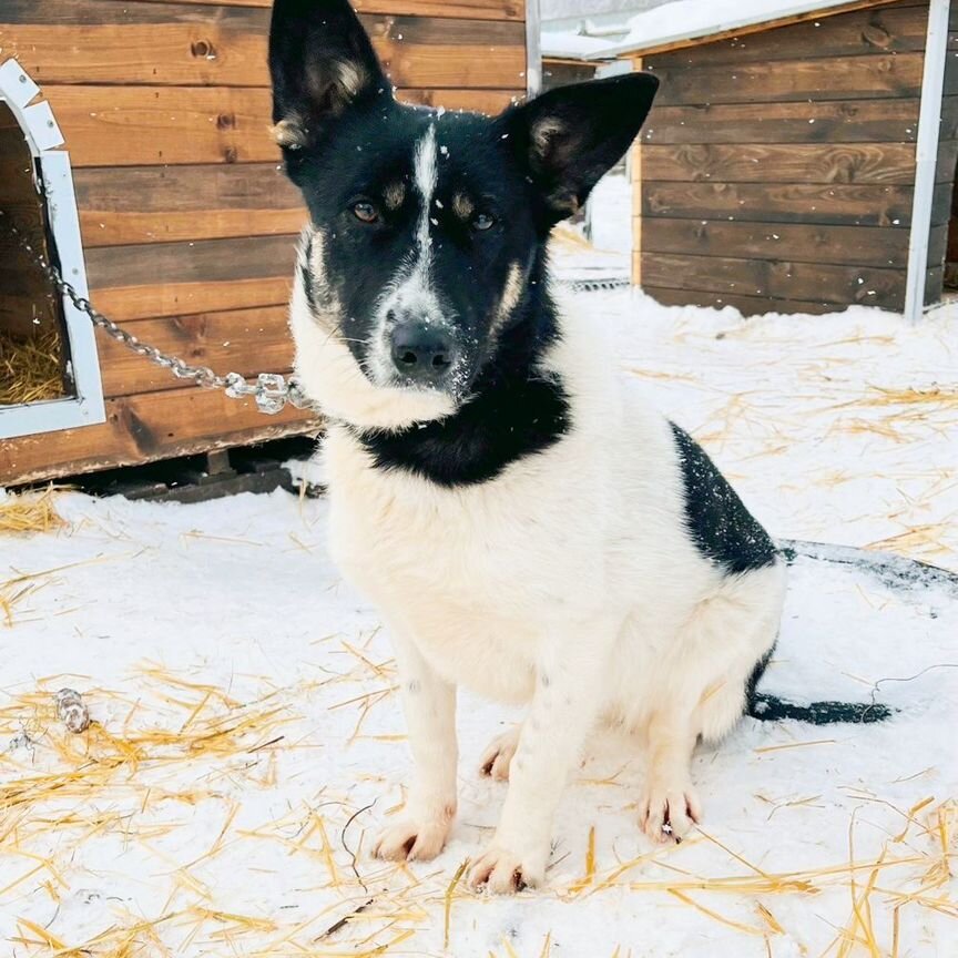 Стерилизованная Майка