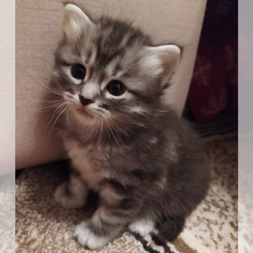 Сибирский котенок лесного окраса с документами 2 м