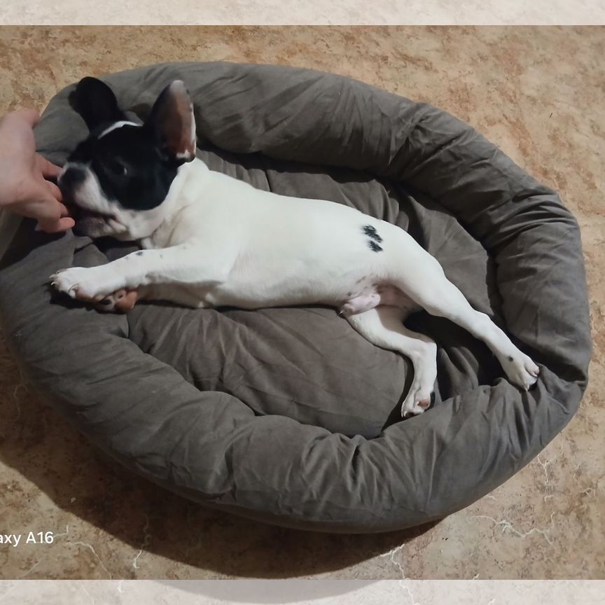 Французский бульдог, щенок