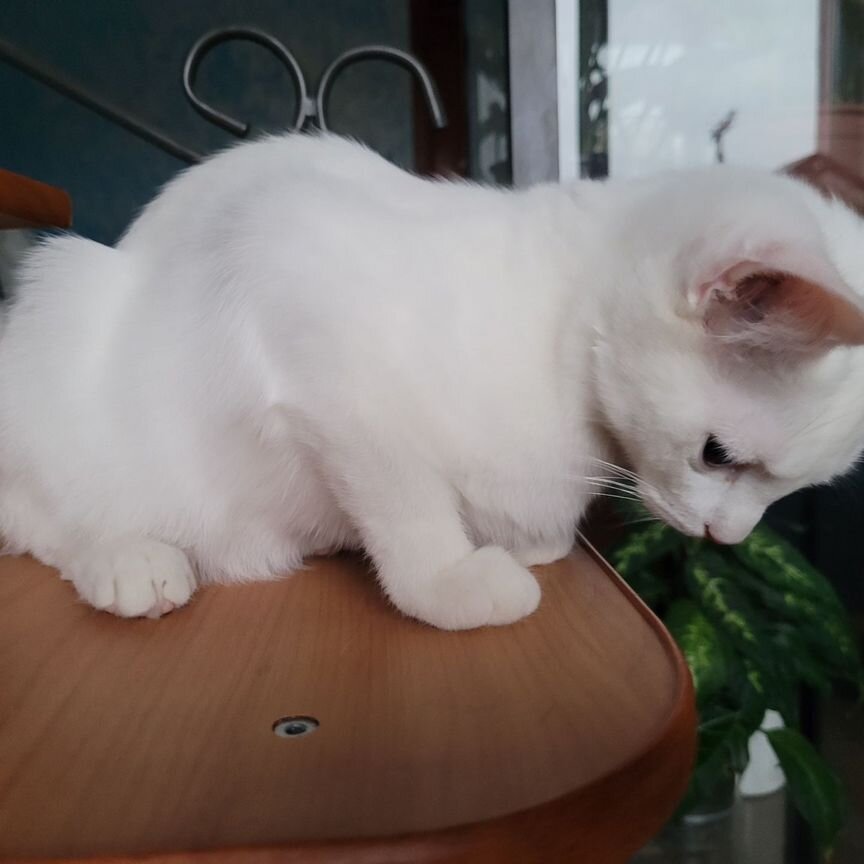 Котенок 3.5 месяца