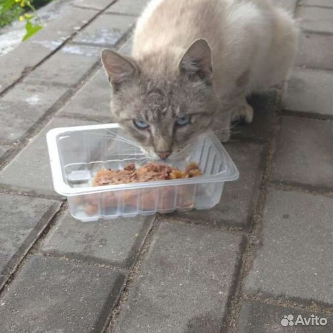 Тайчик в беде. Нужна помощь