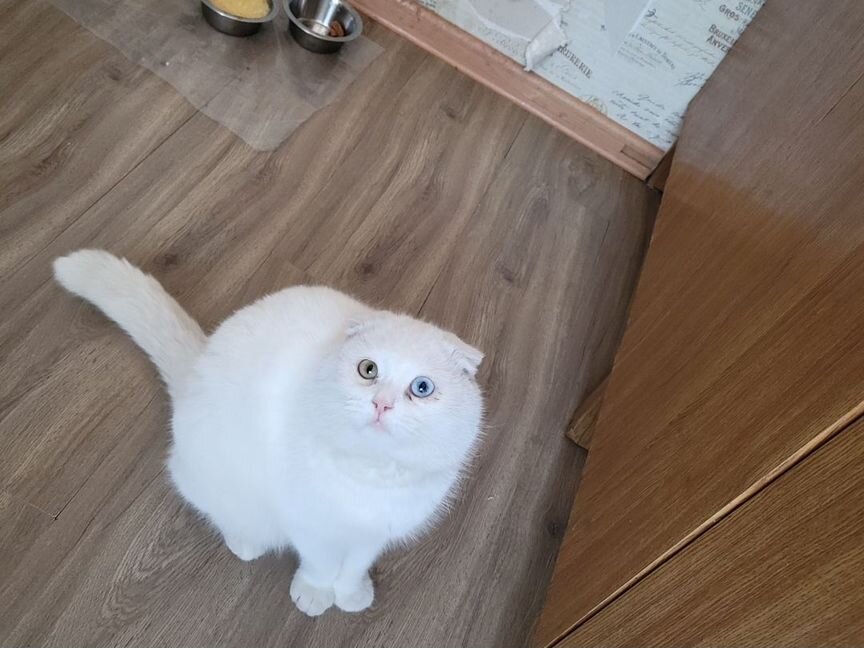 Кошки