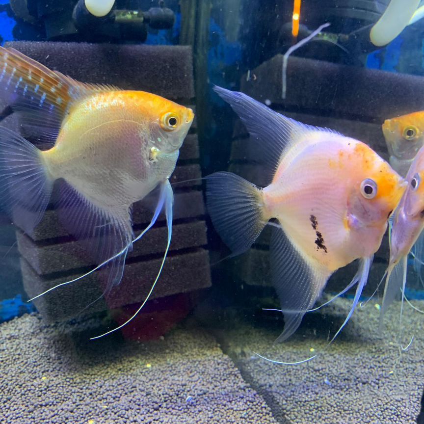 Скалярии пара