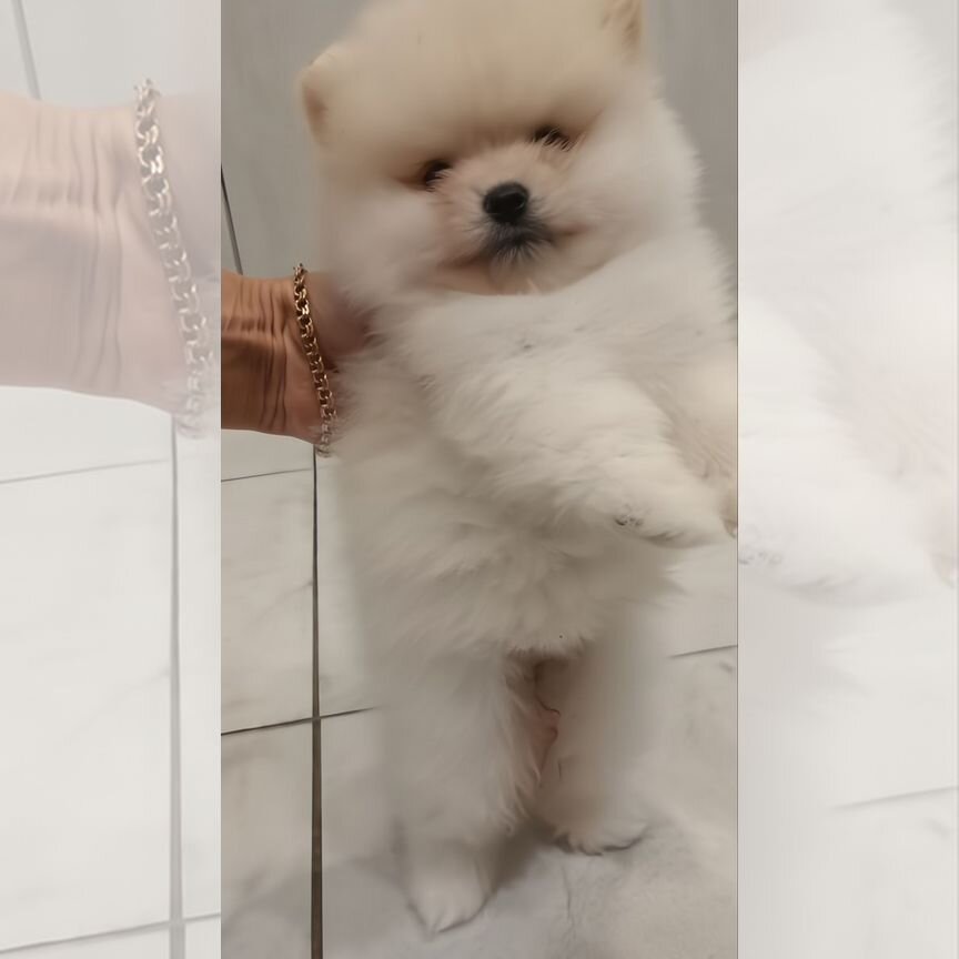 Померанский шпиц, щенок