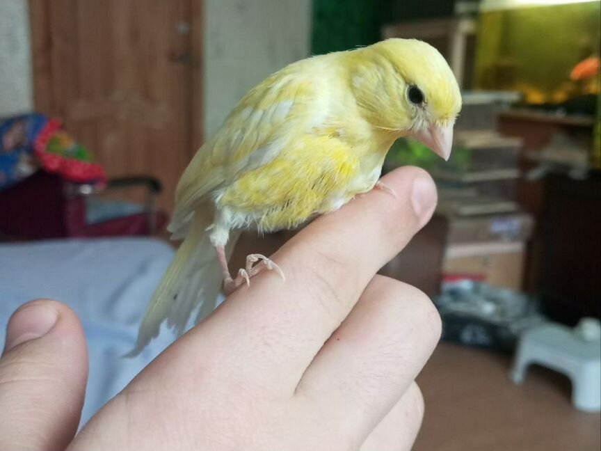 Кенар птенец