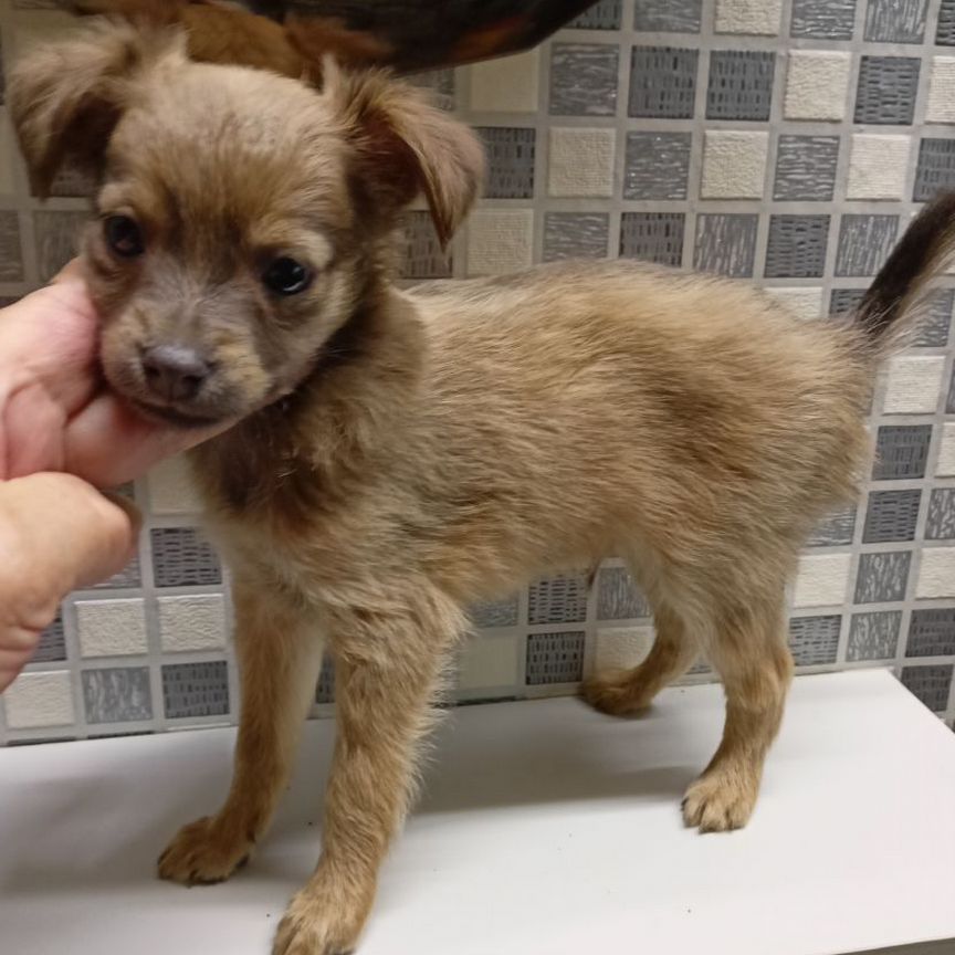 Русский той-терьер, щенок