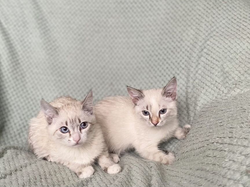 Белые котята с голубыми глазами