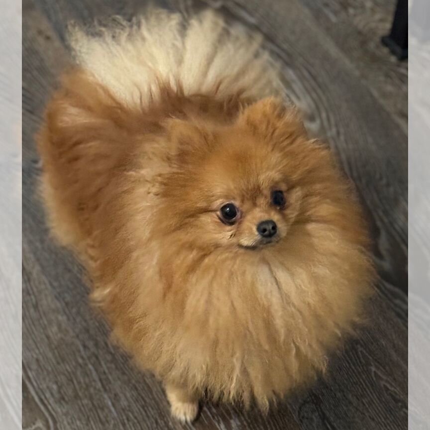 Померанский шпиц, щенок