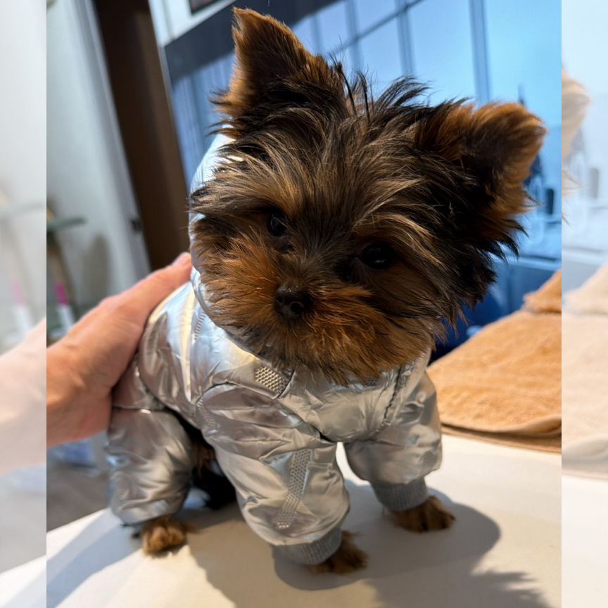 Йоркширский терьер, щенок