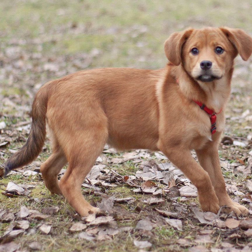 Щенок в добрые руки