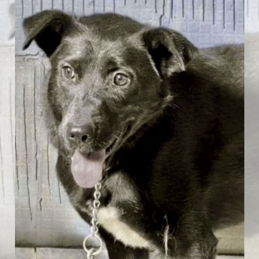 Взрослая собака в добрые руки