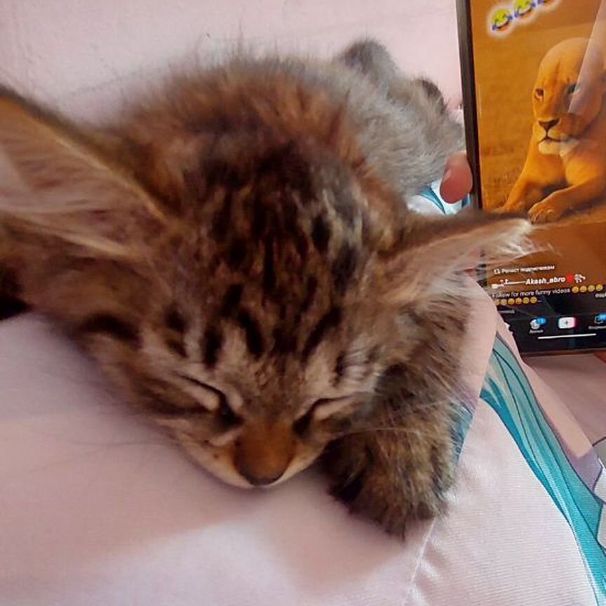Кошка шишка