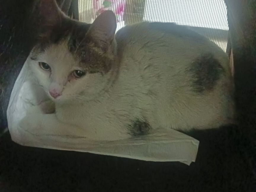 Пушистик, 7 мес, в добрые руки