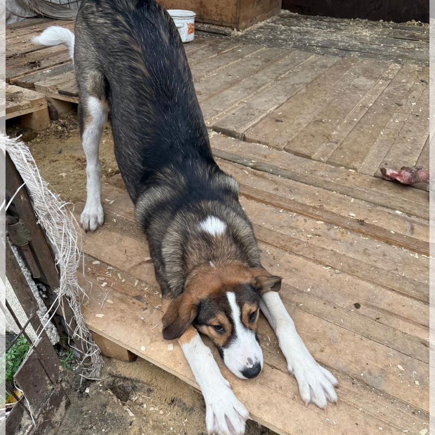 Щенок в добрые руки