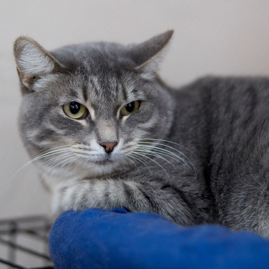 Взрослая кошка в добрые руки