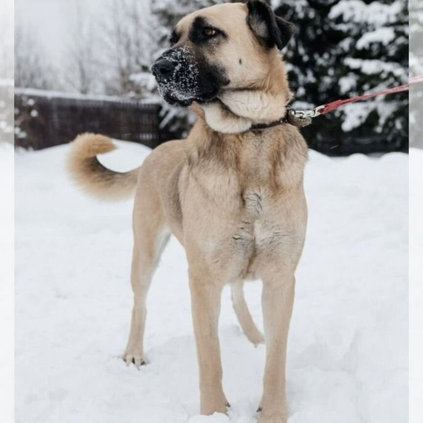 Собака турецкий кангал