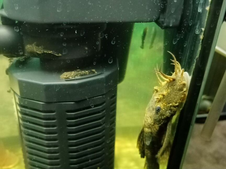 Продам сомиков