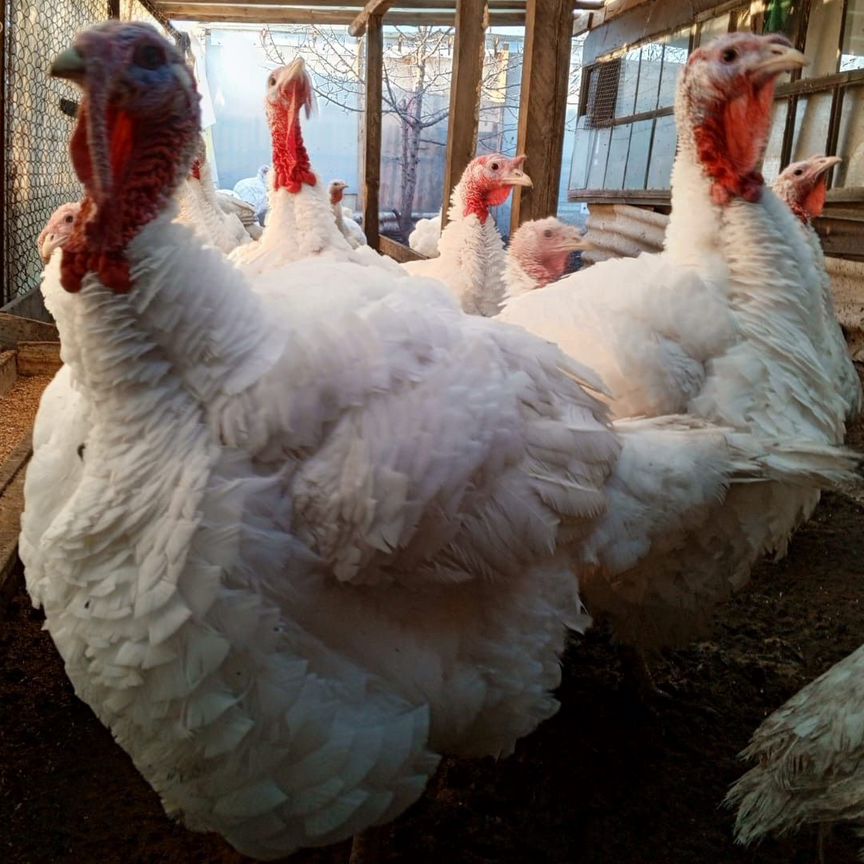 Мясо индюка