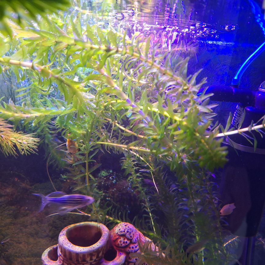 Элодея и роголистник