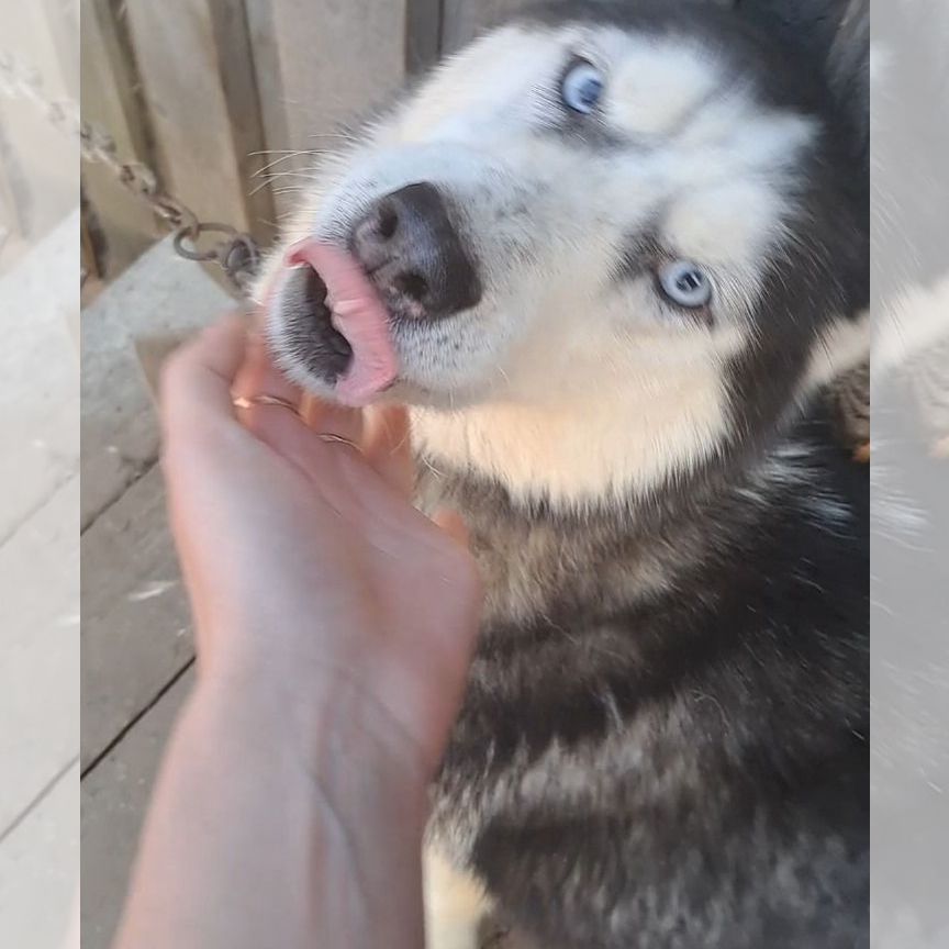 Сибирский хаски бесплатно