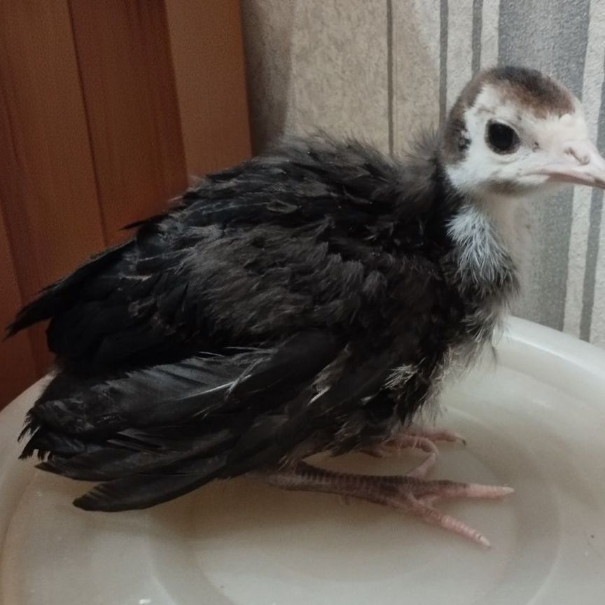 Индюшата домашние