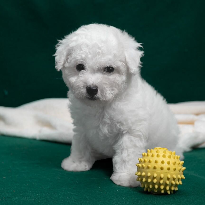 Щенки бишон фризе мини