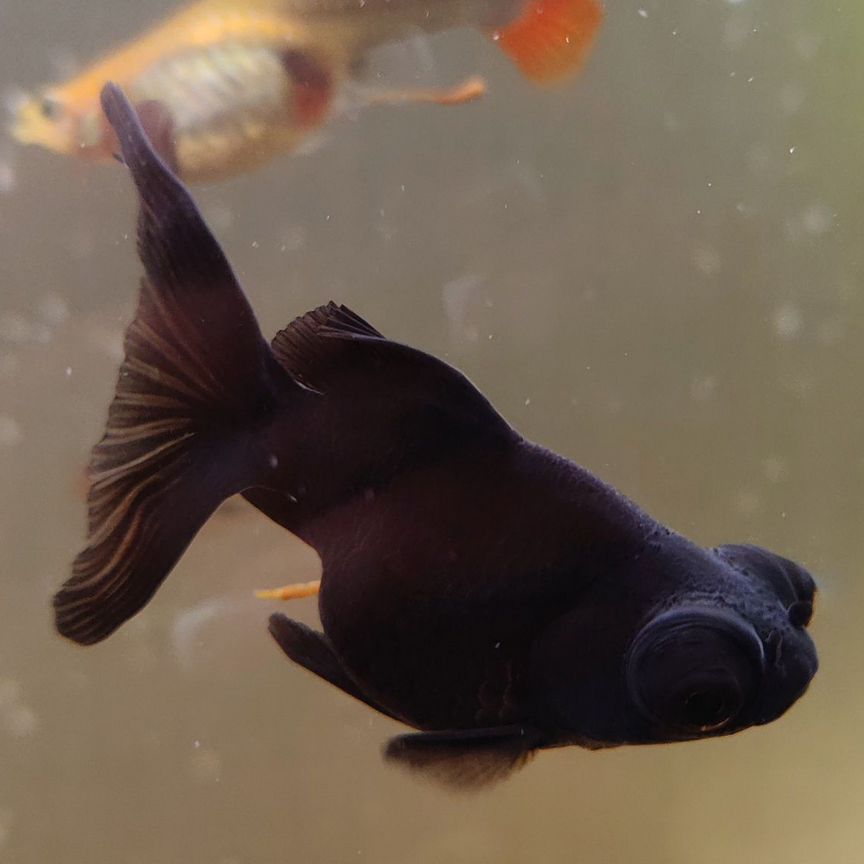 Аквариумные рыбки