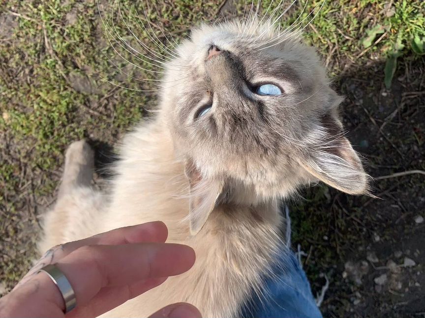 Кошка невская