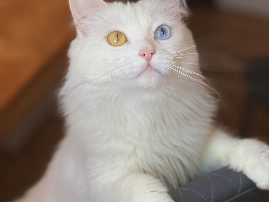 Белый кот для фотосессии