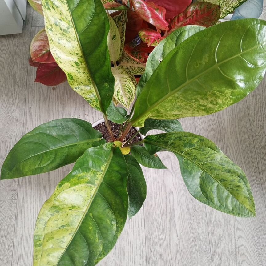 Анториумы. Сингониум