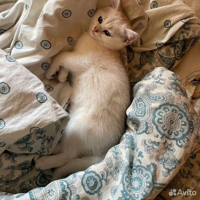 Котенок британской шиншиллы серебряный