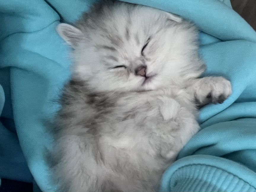 Британская шиншилла