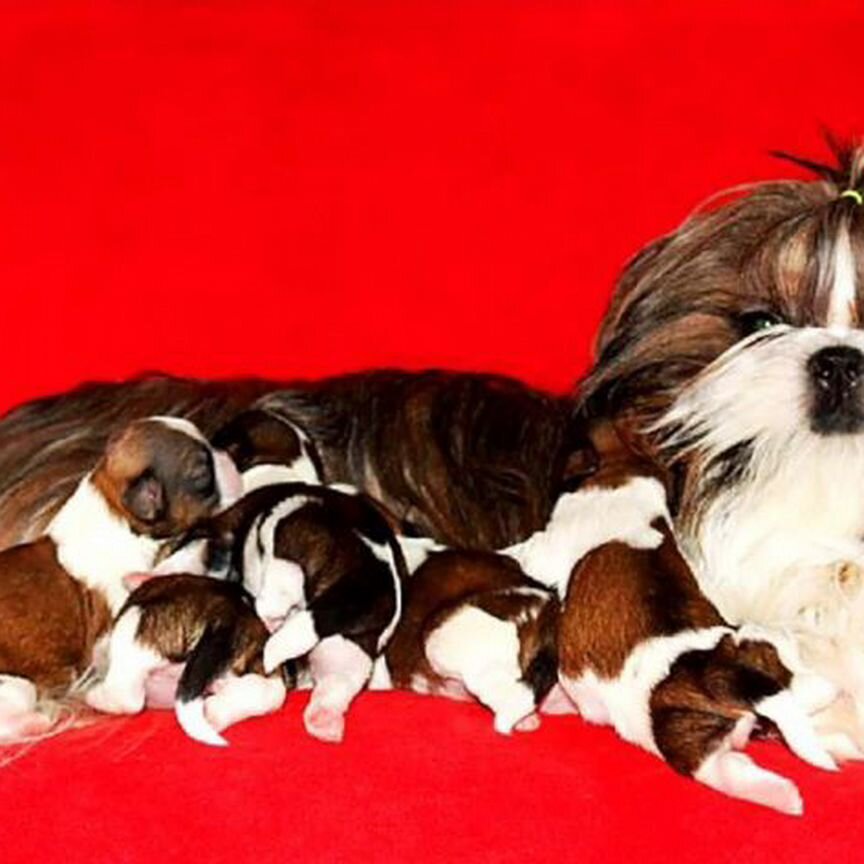 Щенки ши-тцу