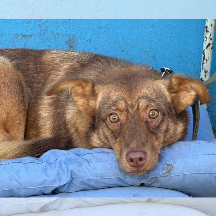 Взрослый пёс в добрые руки