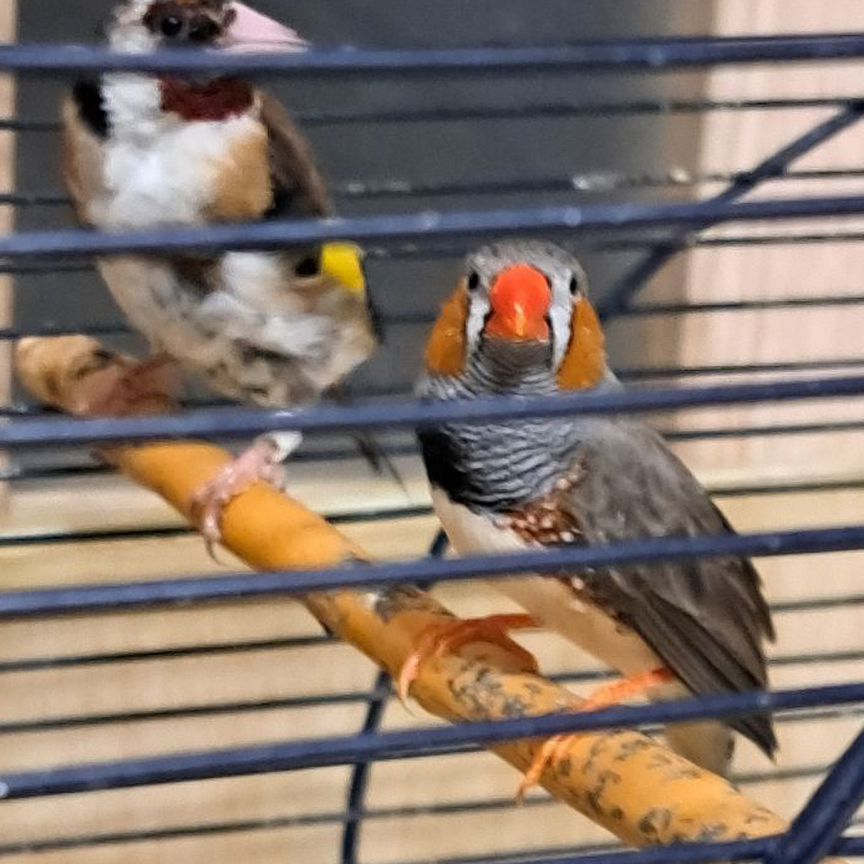 Зебровые амадины