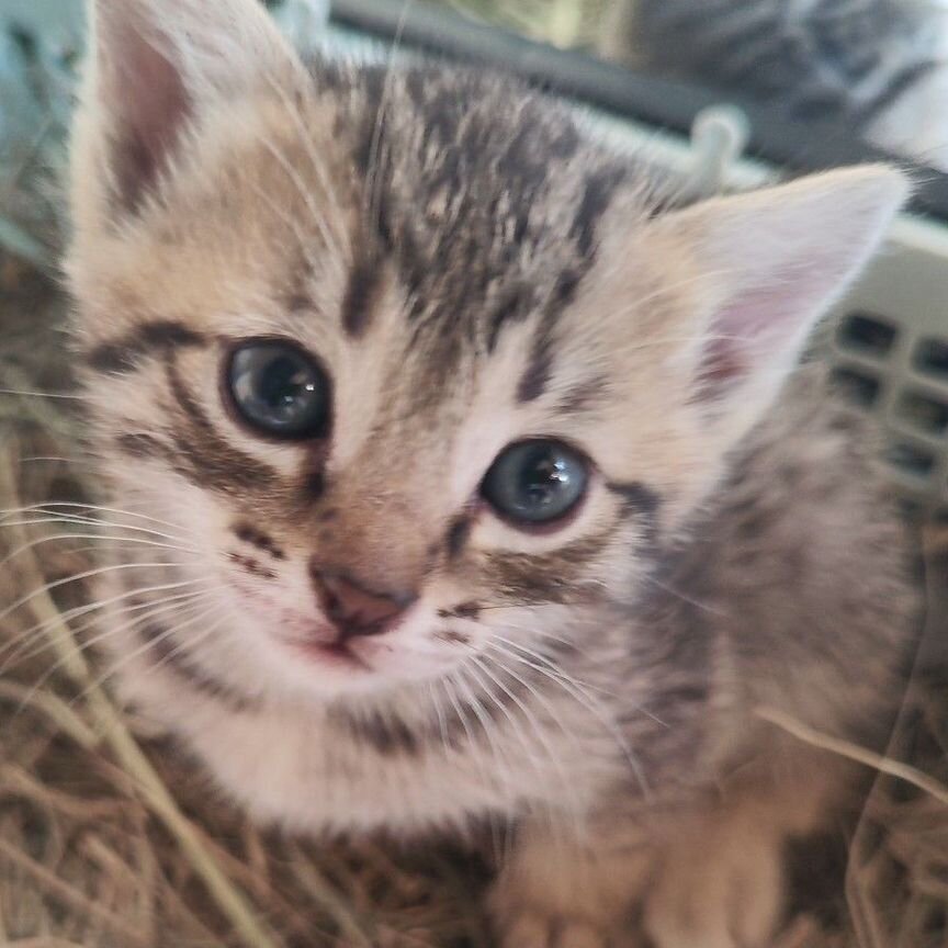 Котята 1 месяц, родители хорошие охотники