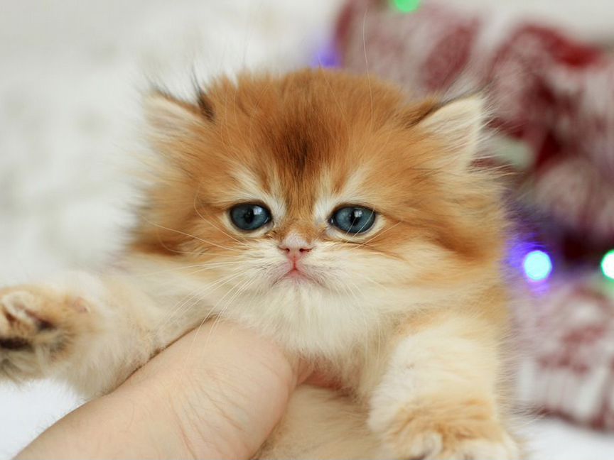 Британские котята