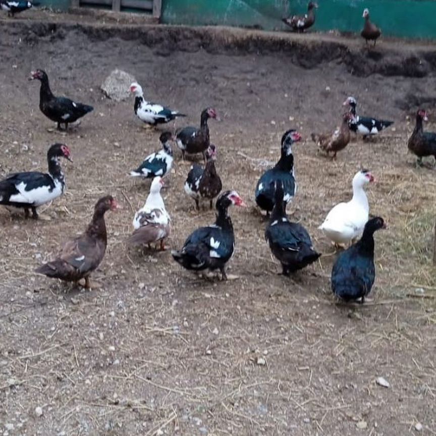 Продам уток