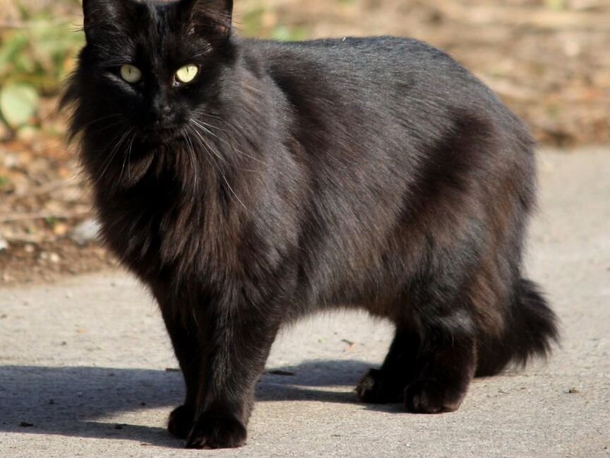 Кошка сибирская в добрые руки