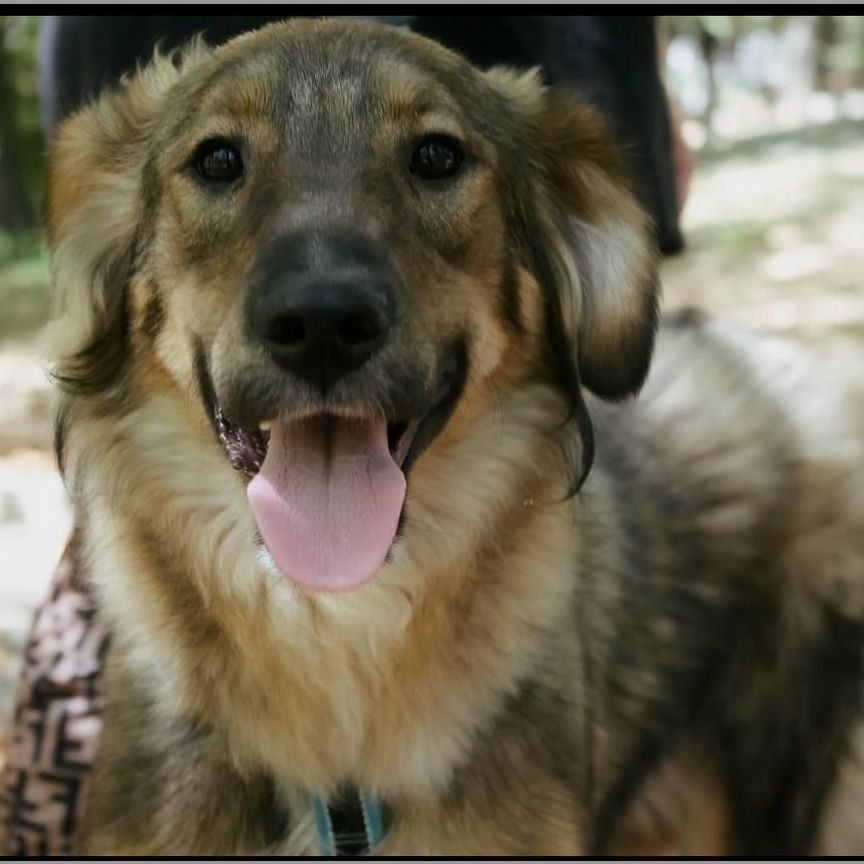 Взрослый пёс в добрые руки