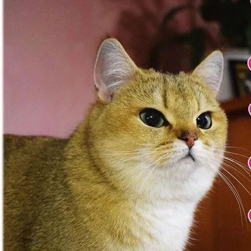 Британская золотая шиншилла