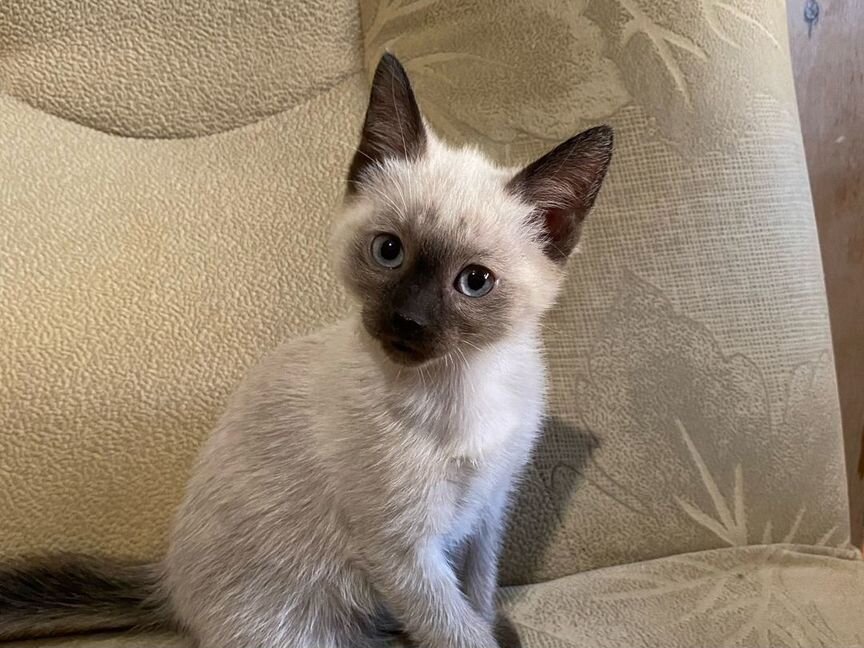 Тайские котята