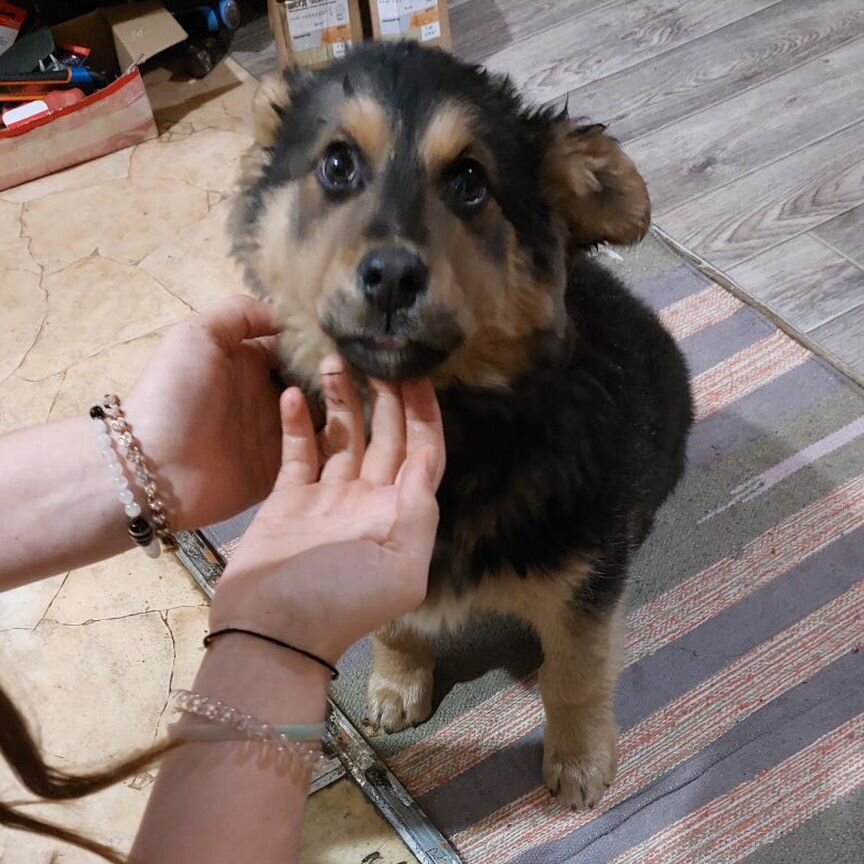 Щенок в добрые руки