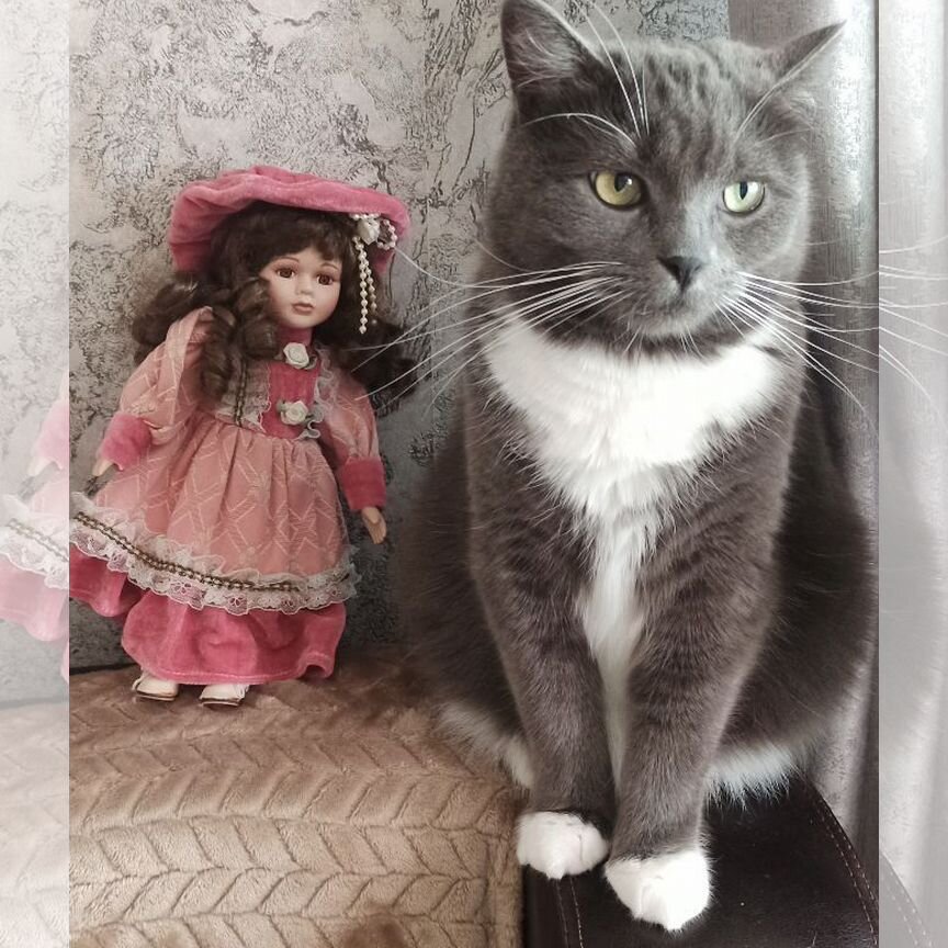 Отдам кота в добрые руки