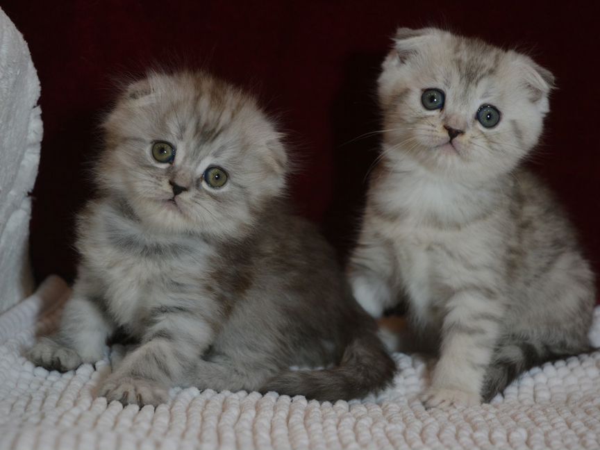 Вислоухая кошечка
